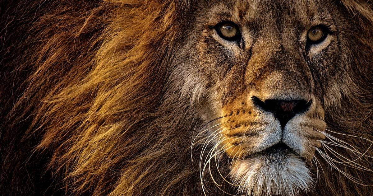 True Animal Stories